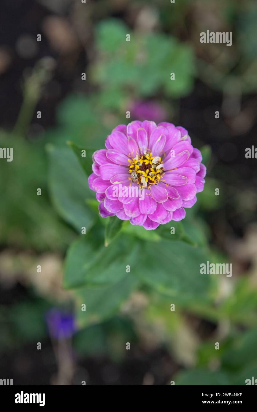 A single bright pink zinnia flower in a cottage garden, Saskatchewan ...