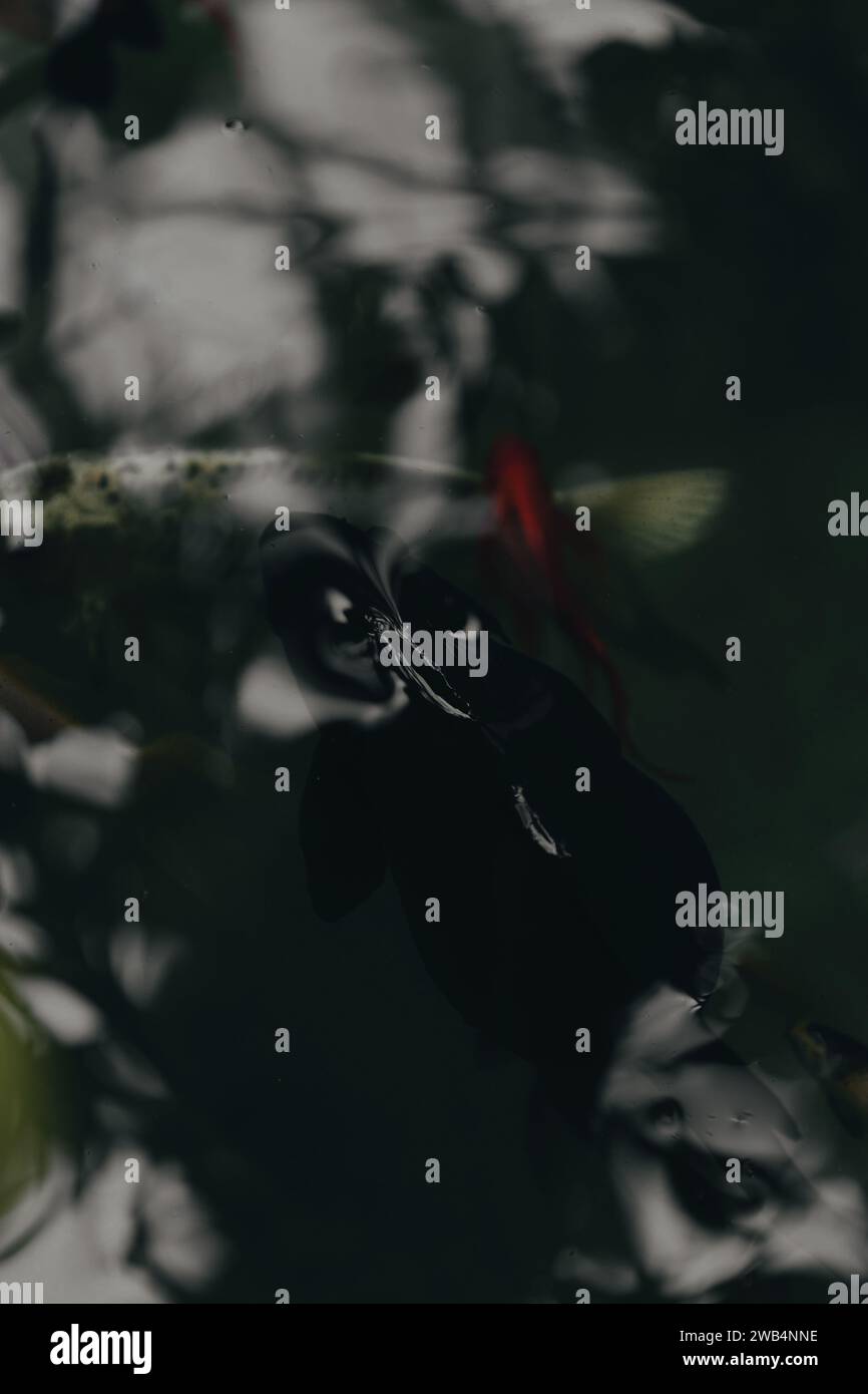 Koi fish aerial view hi-res stock photography and images - Alamy