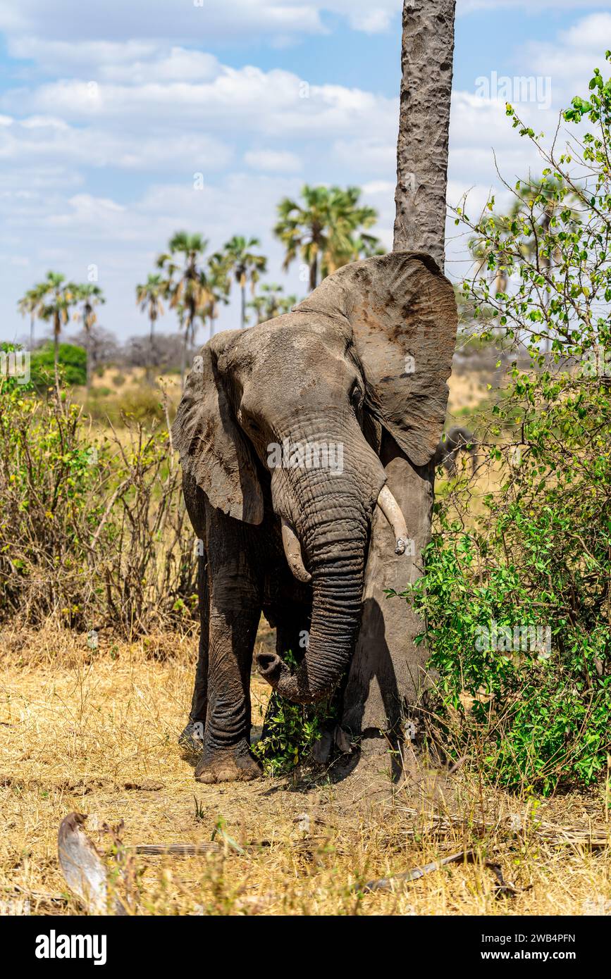 Wildnisliebe hi-res stock photography and images - Alamy