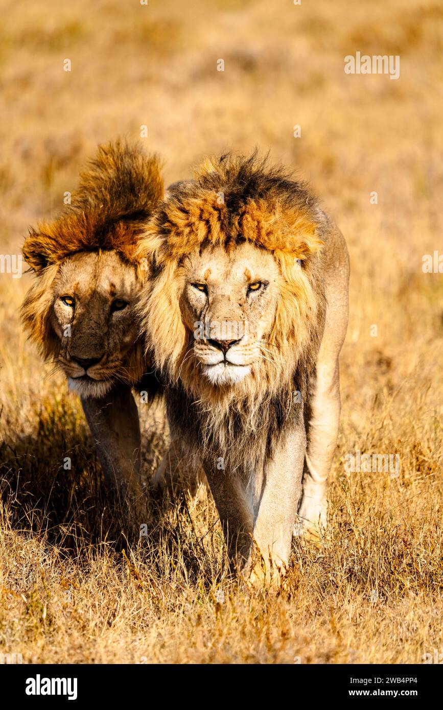 lion brothers in the serengeti Stock Photo - Alamy