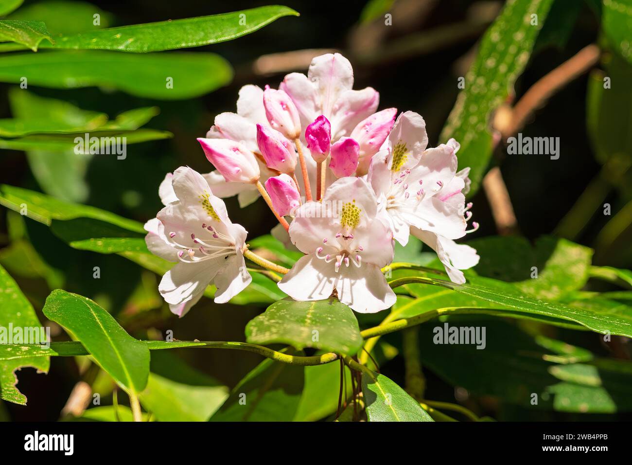 Rhododendron flower mountains hi-res stock photography and images - Alamy