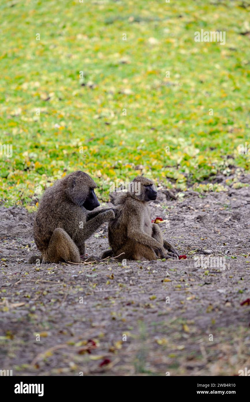 Lausen outside hi-res stock photography and images - Alamy