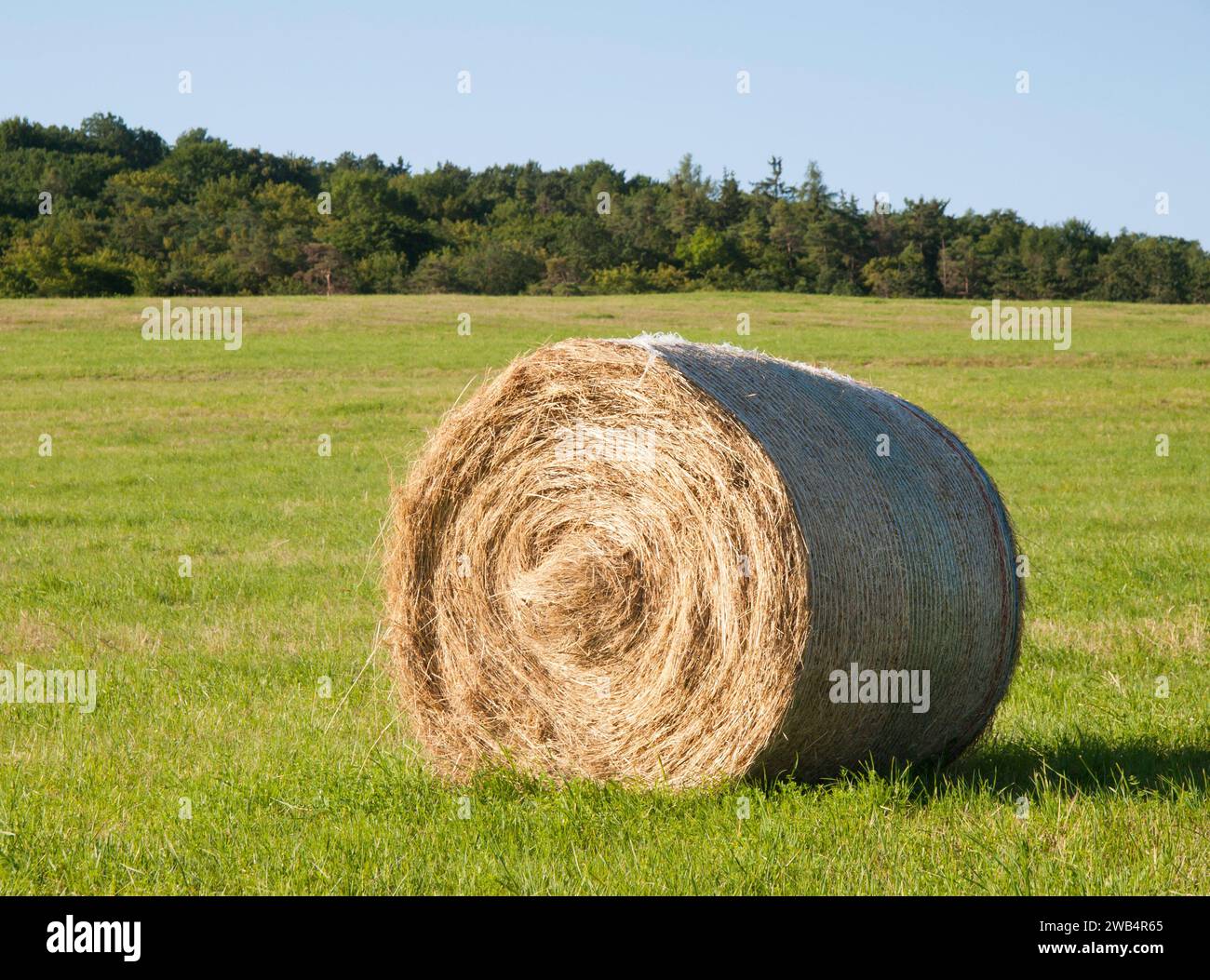 Harvesting of hay - hay bale on the summer meadow Stock Photo - Alamy