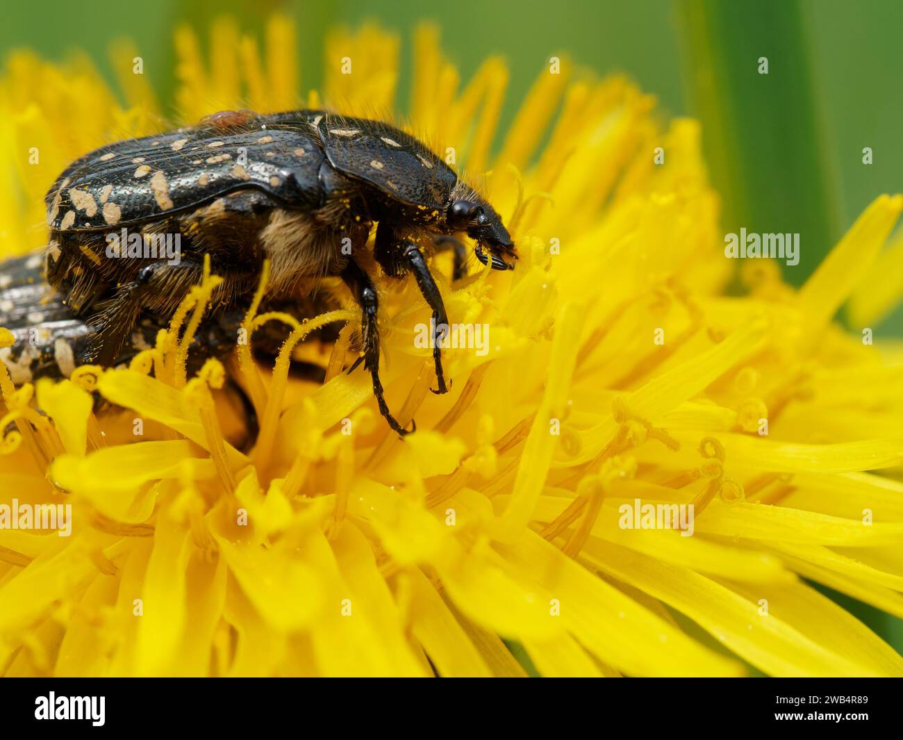 white-spotted rose beetle on a dandelion blossom Stock Photo - Alamy