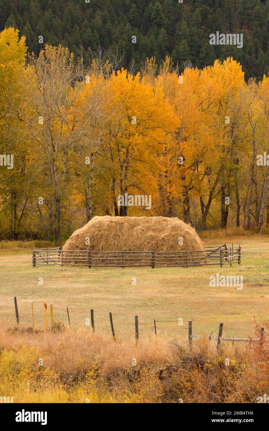 Hay piles in Little Blackfoot River valley, Powell County, Montana ...