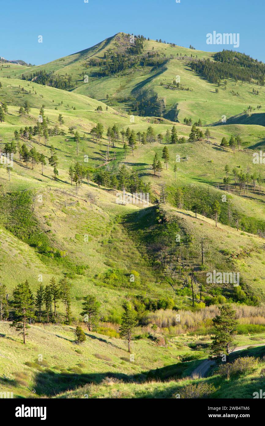 Prairie pines hi-res stock photography and images - Alamy