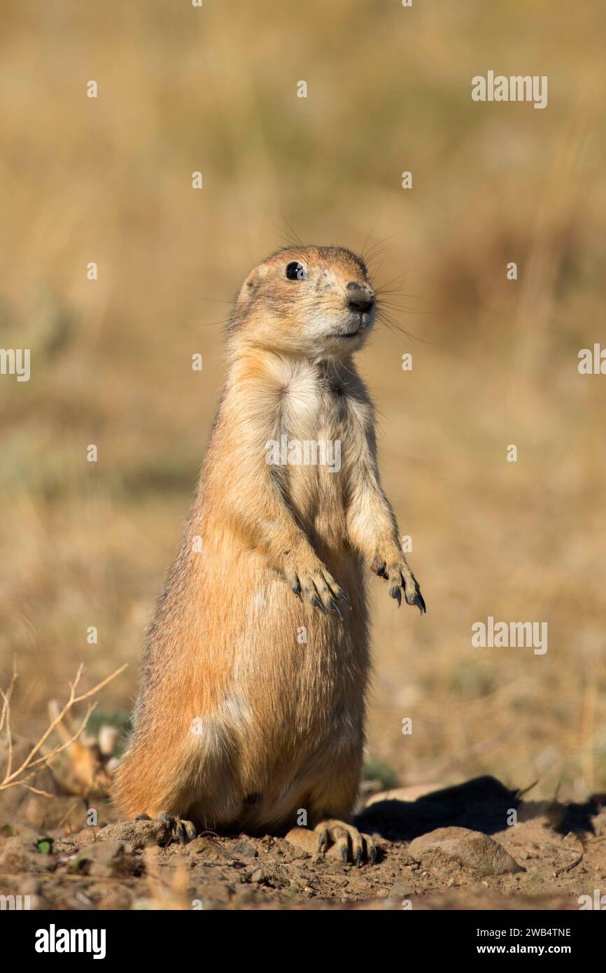 Prairie dog, Greycliff Prairie Dog Town State Park, Montana Stock Photo ...