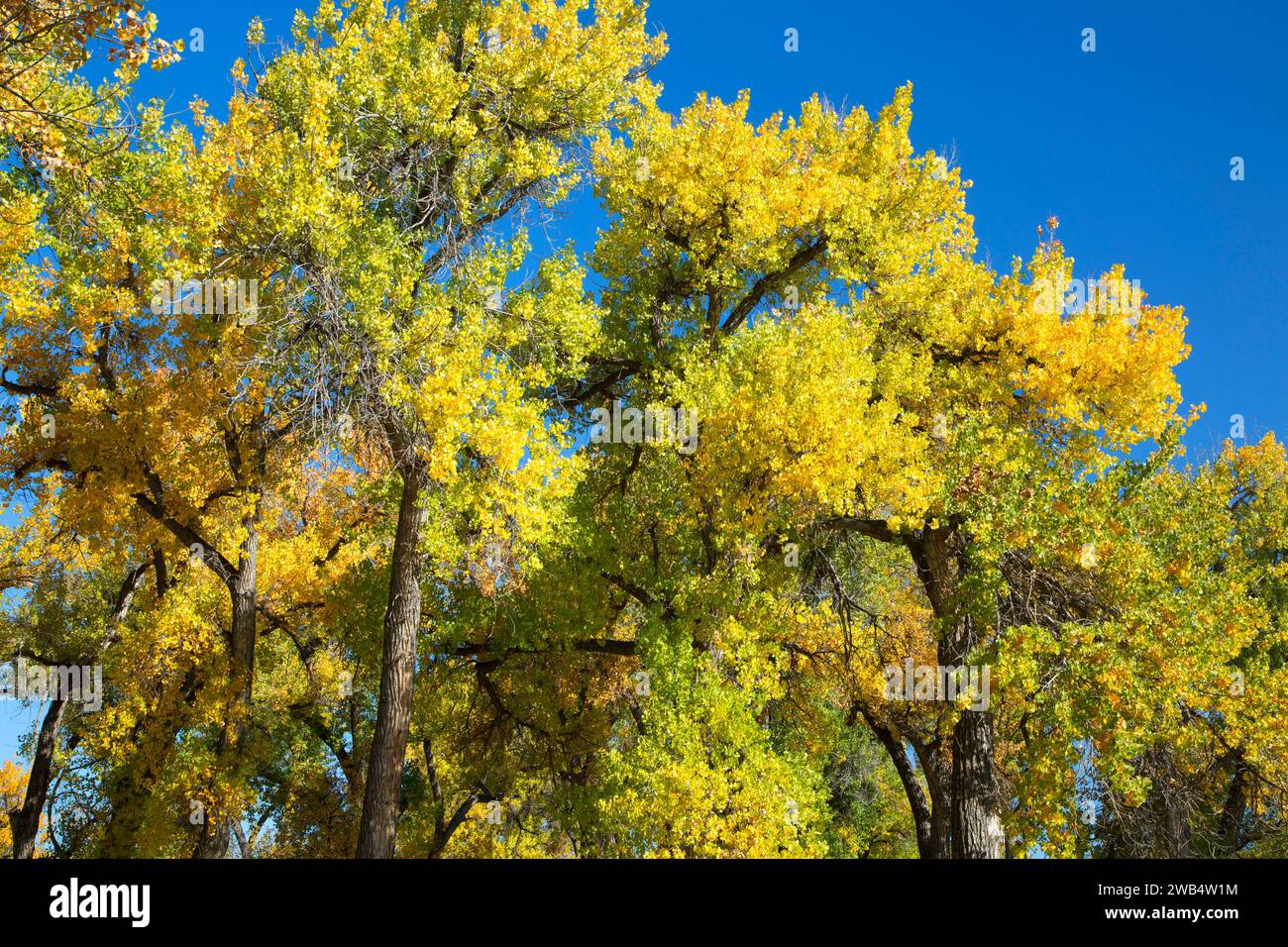 Montana wildlife autumn hi-res stock photography and images - Alamy