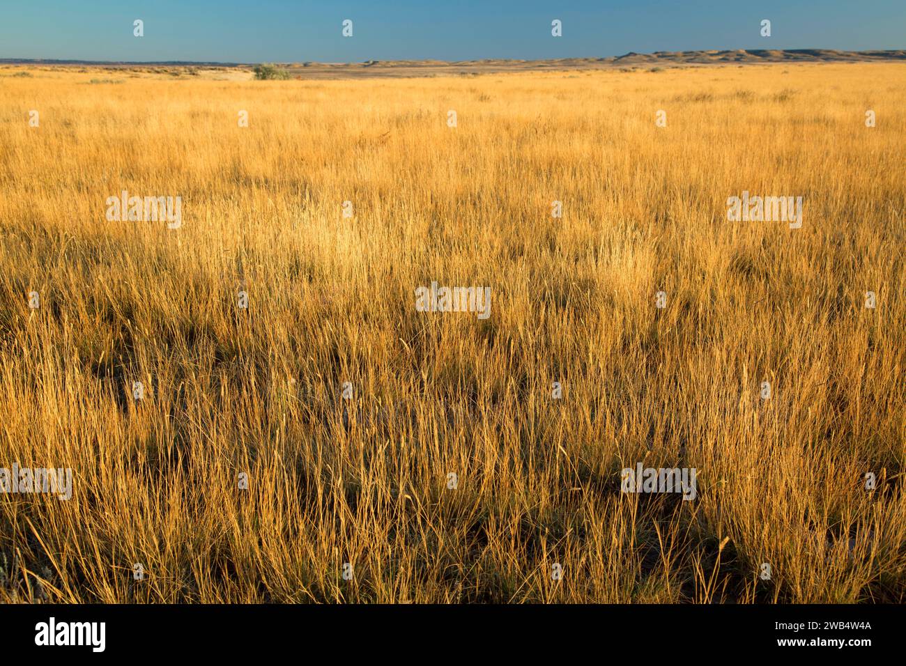 Prairie grassland, Treasure County, Montana Stock Photo - Alamy
