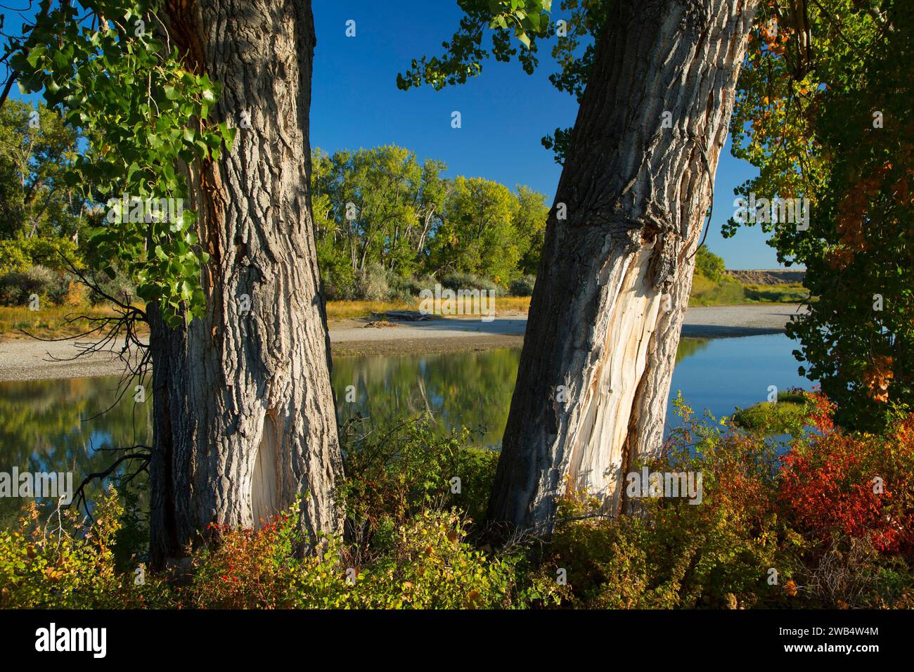 Yellowstone River, Amelia Island Wildlife Management Area, Montana ...
