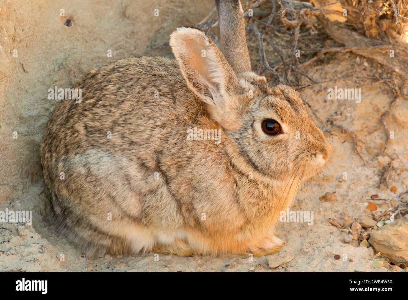 Rabbit, Terry Badlands Wilderness Study Area, Montana Stock Photo - Alamy