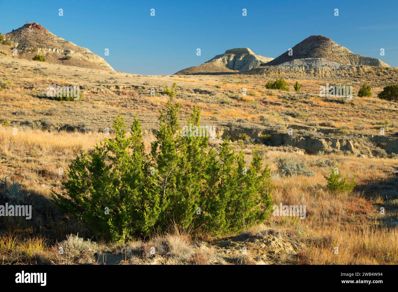 Terry Badlands juniper, Terry Badlands Wilderness Study Area, Montana ...