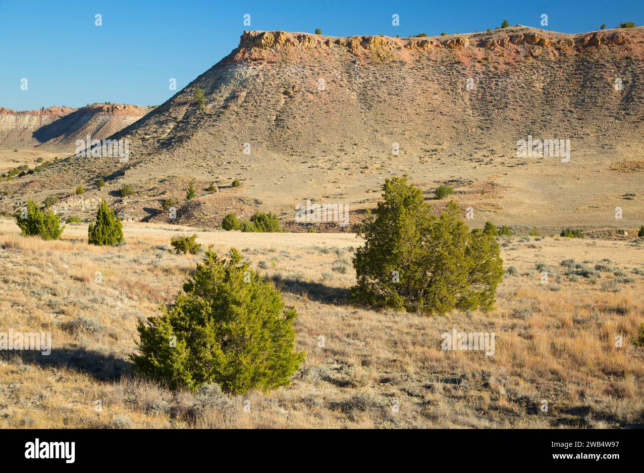 Terry Badlands juniper, Terry Badlands Wilderness Study Area, Montana ...