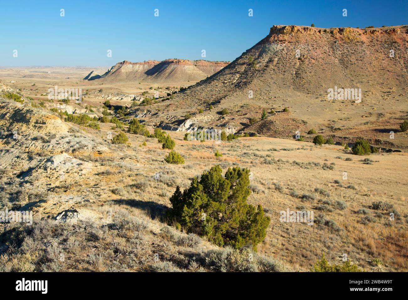 Terry Badlands juniper, Terry Badlands Wilderness Study Area, Montana ...