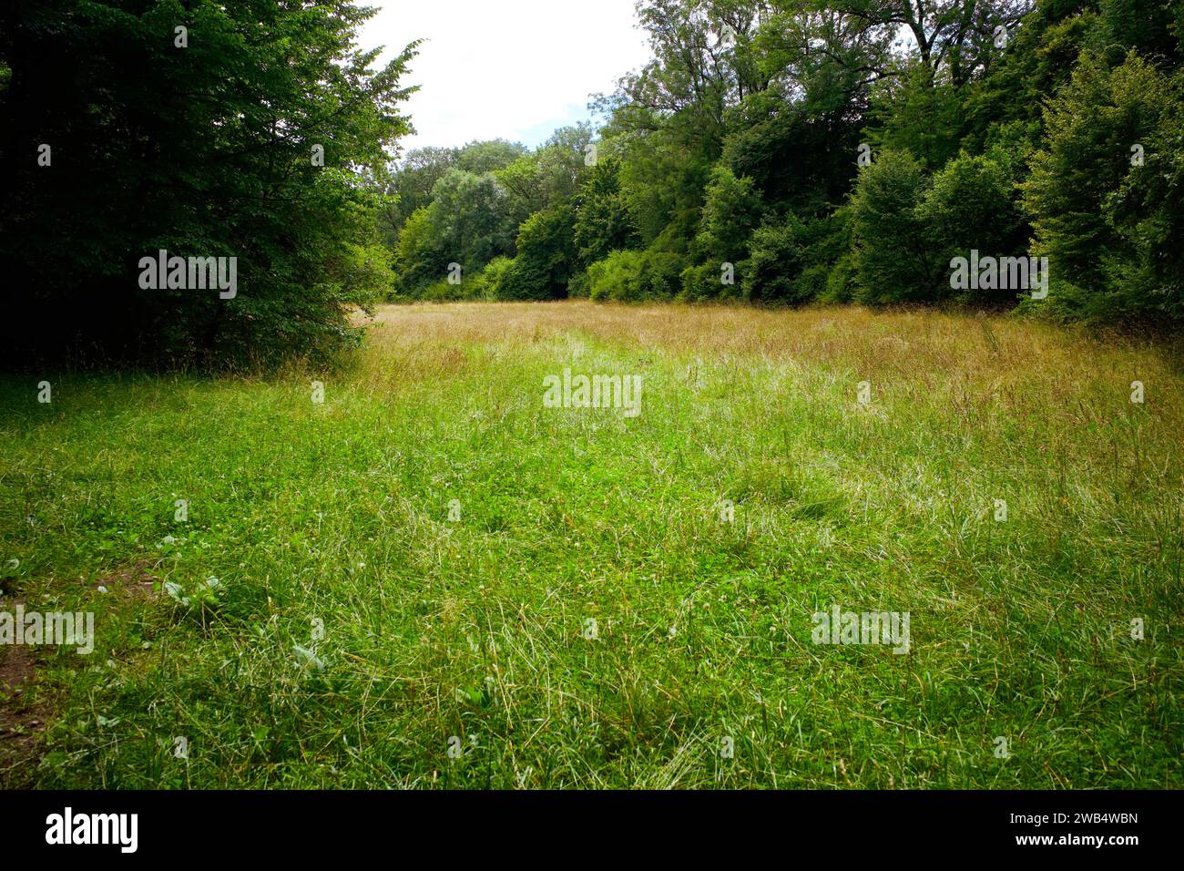 Piece field fresh green hi-res stock photography and images - Alamy