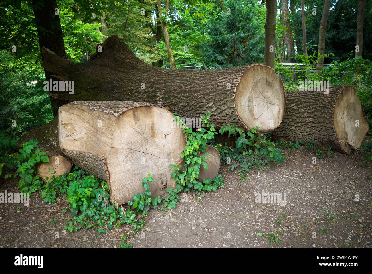 Tree logs in a forest Stock Photo - Alamy
