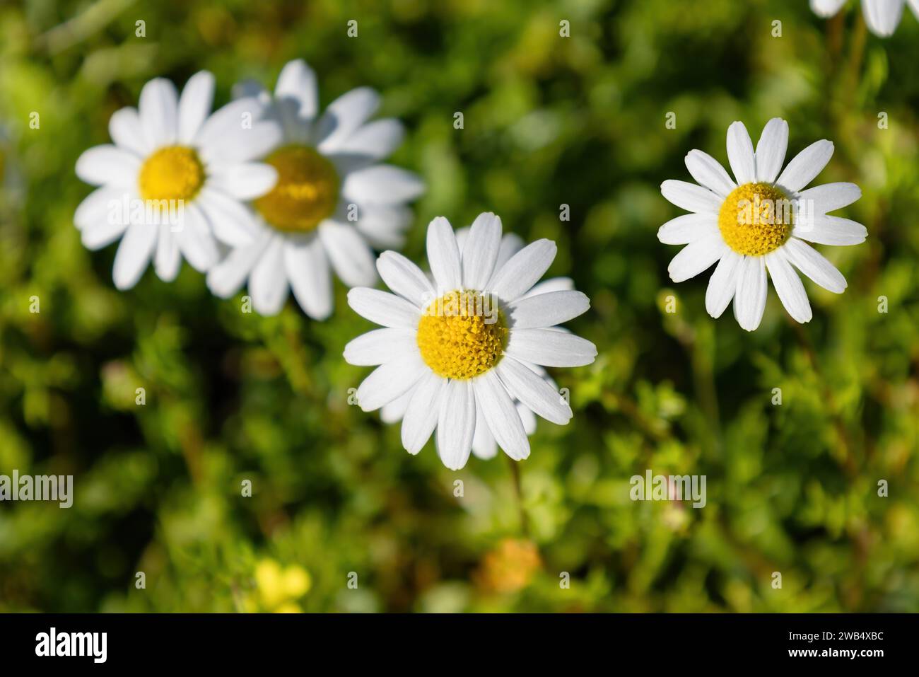 Yellow daisy hi-res stock photography and images - Alamy