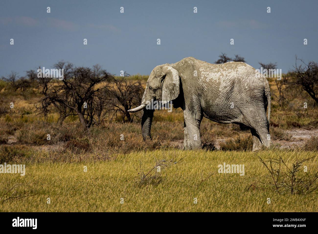 Elephant ghost hi-res stock photography and images - Alamy