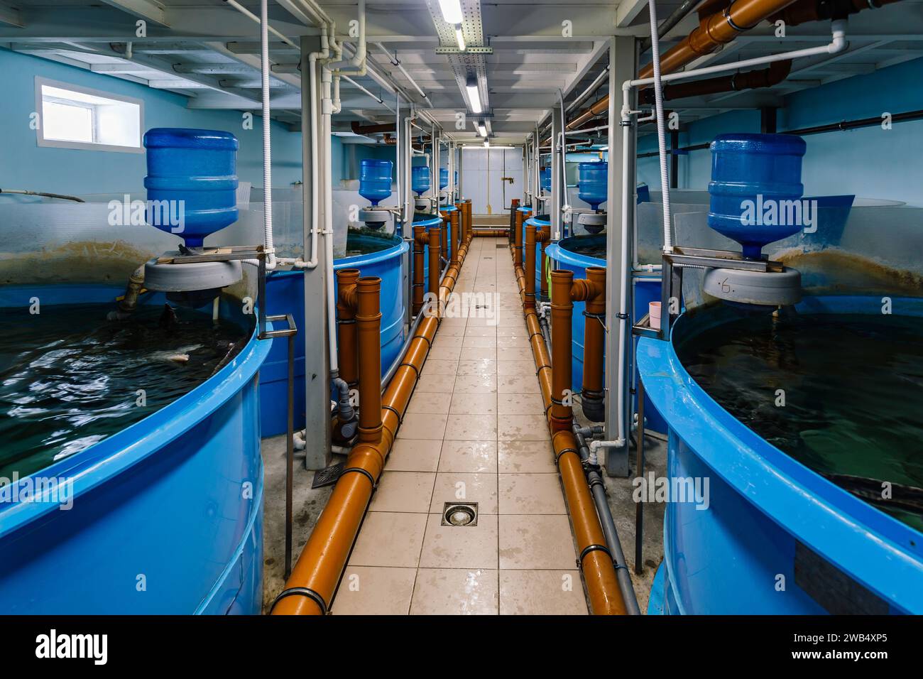 Round water basins with automatic feeding and water recirculation for ...