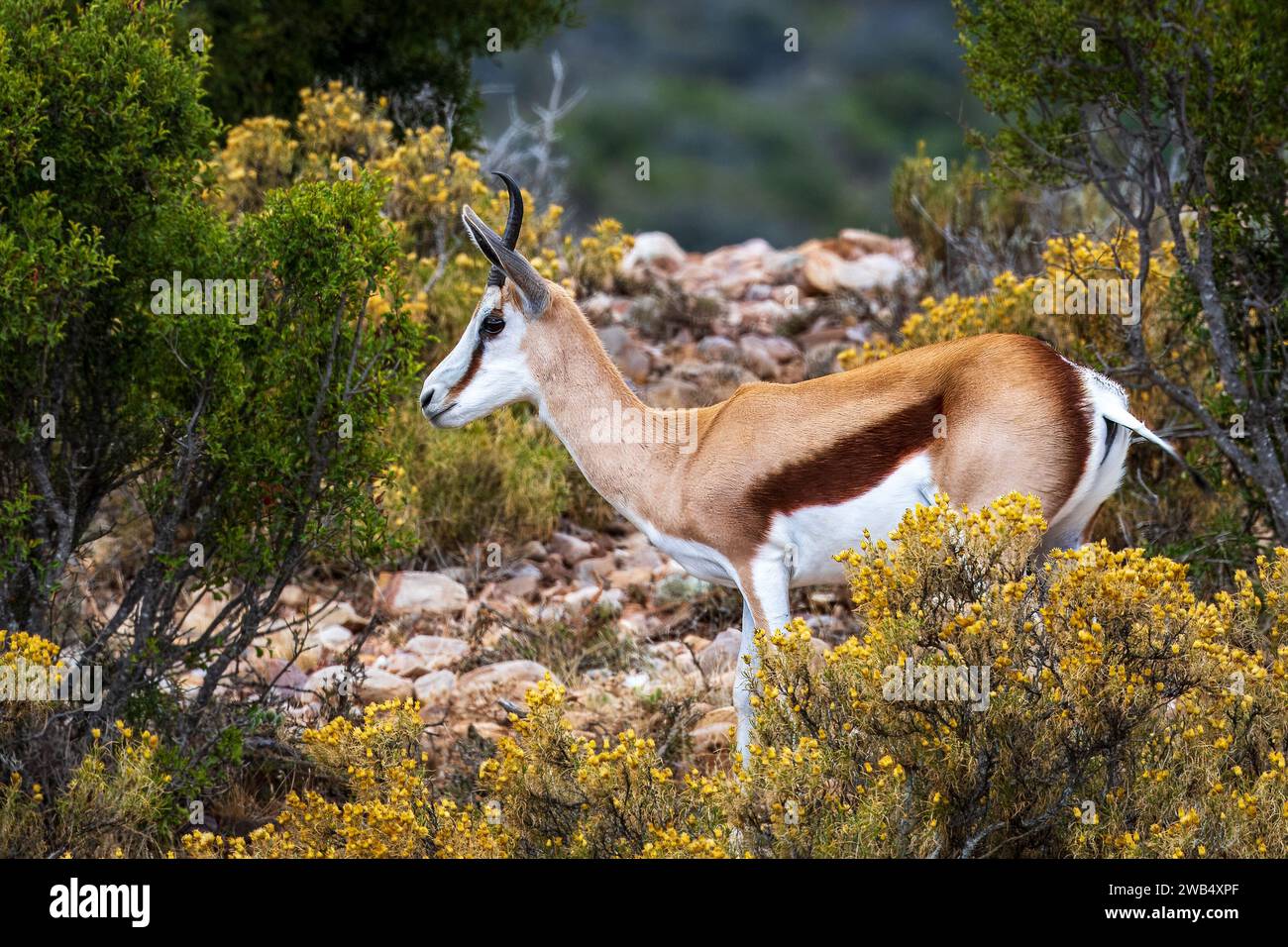 Young Springbok (Antidorcas marsupialis) in Buffelsdrift Game Reserve ...