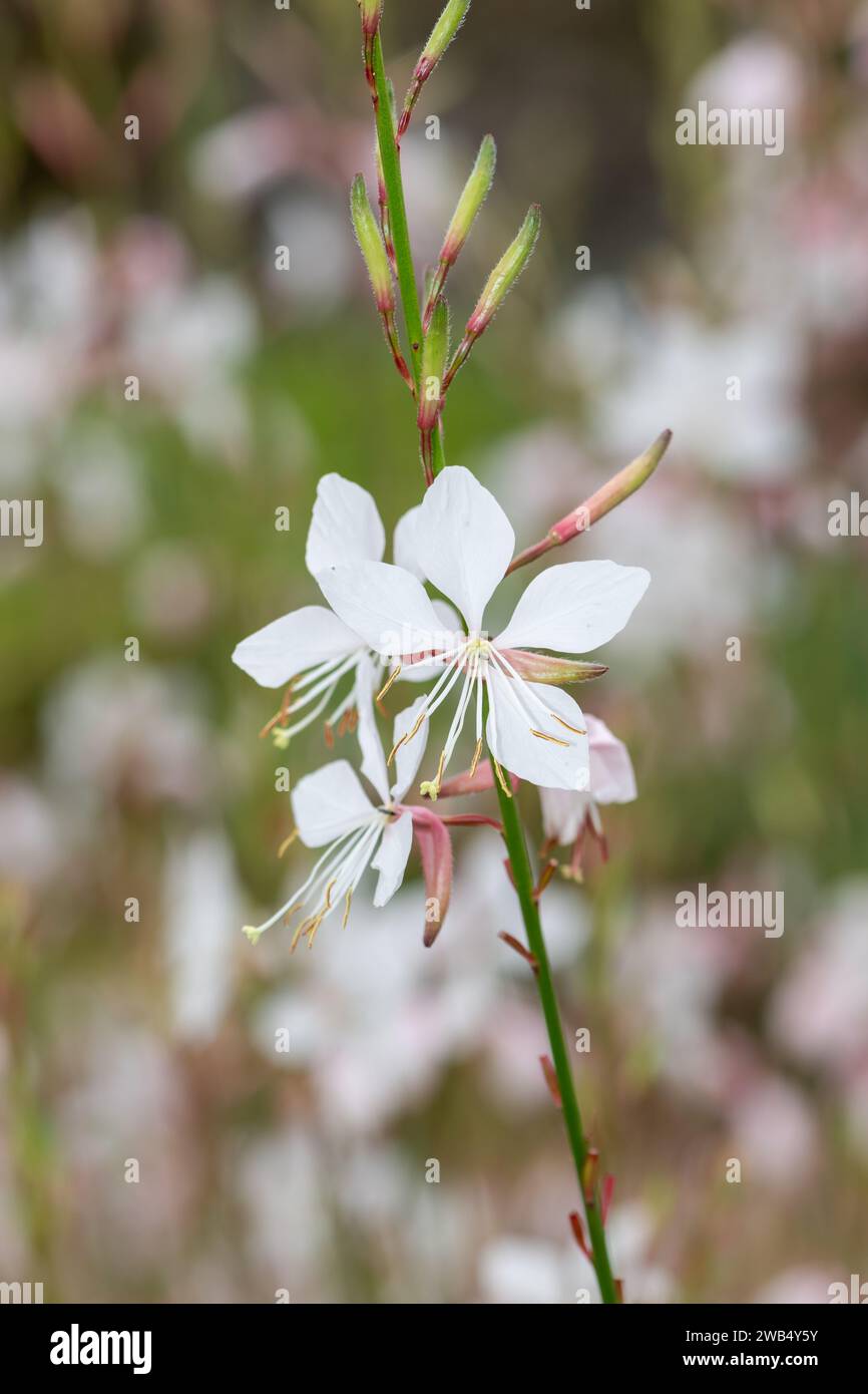 Beautiful blooming gaura hi-res stock photography and images - Alamy