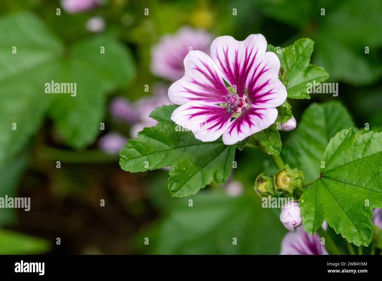 Malva sylvestris ‘zebrina’ hi-res stock photography and images - Alamy