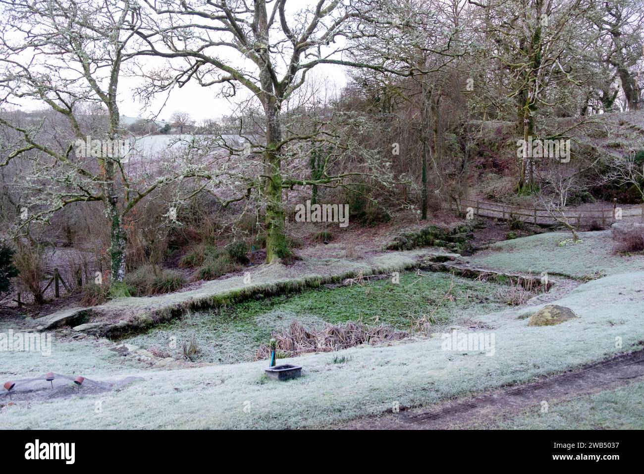 January garden with pond overgrown clogged up with plants growing in ...