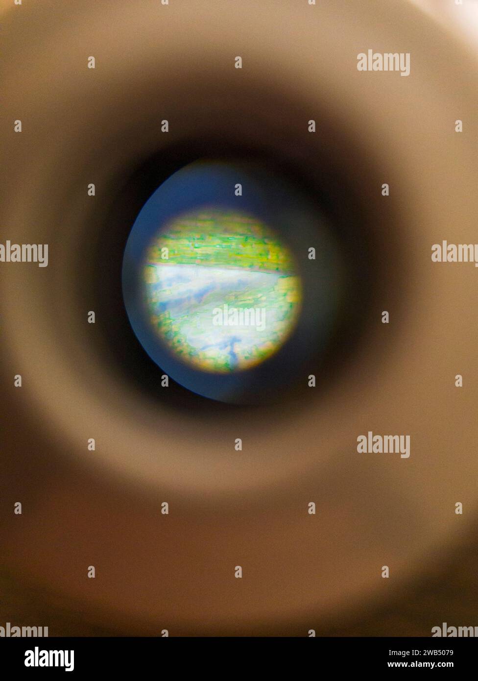 Close up shot of the cells under microscope Stock Photo - Alamy