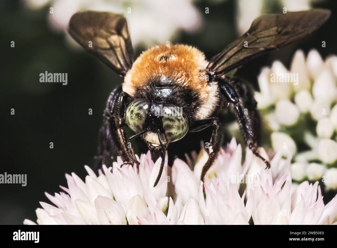 A big green-eyed male Eastern Carpenter Bee Xylocopa virginica ...