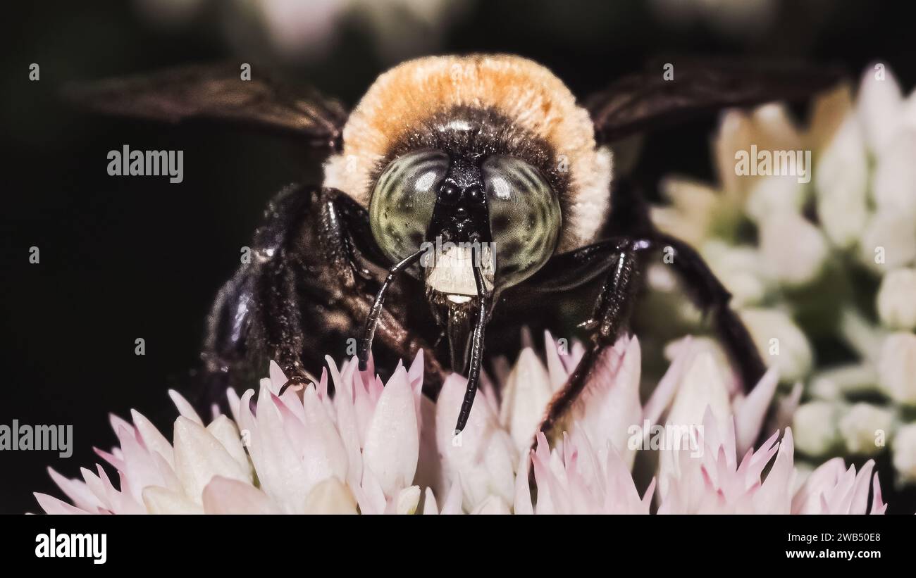 A large green-eyed male Eastern Carpenter Bee (Xylocopa virginica) feeding on succulent white ...