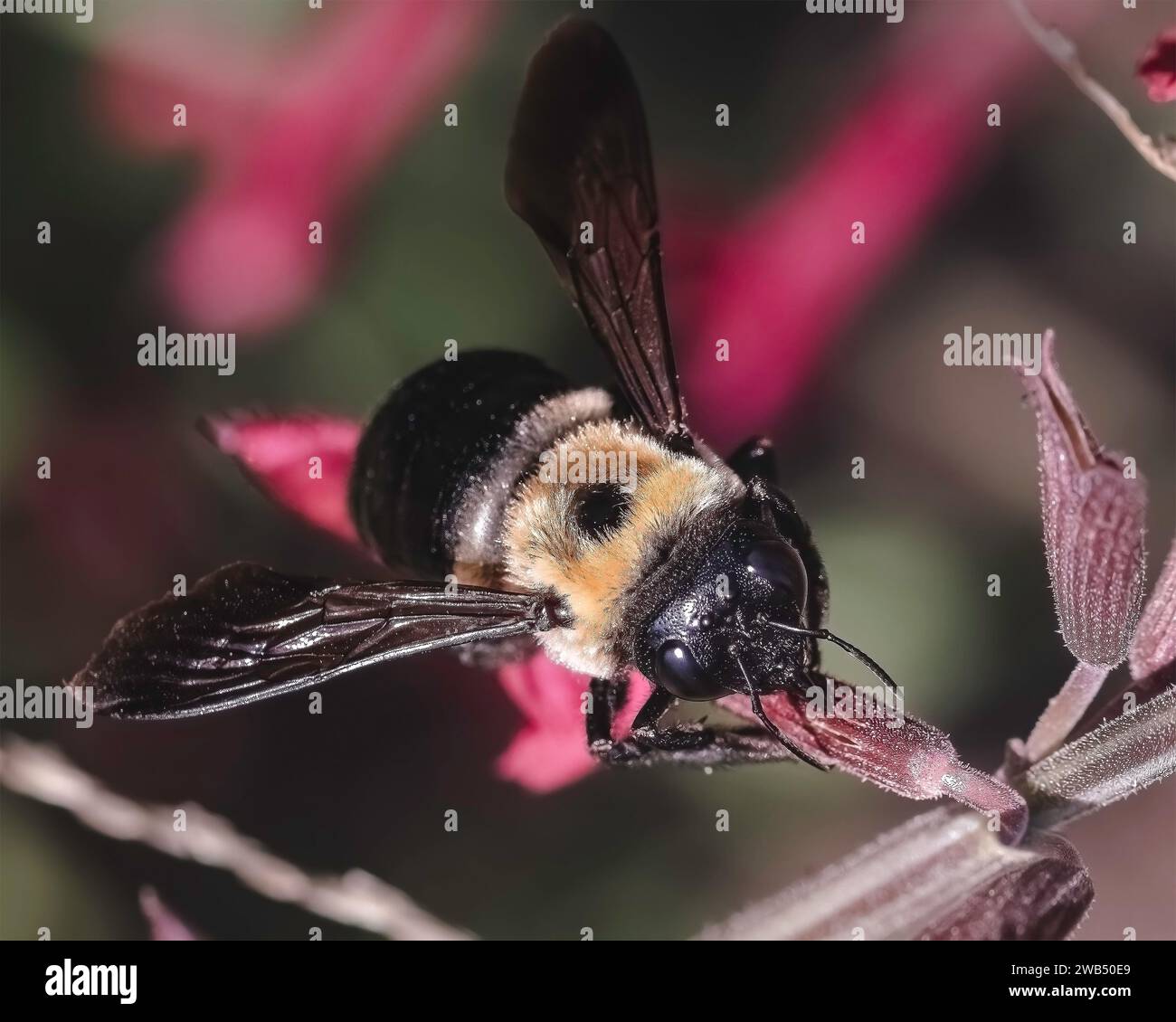 Long tongue insect hi-res stock photography and images - Alamy