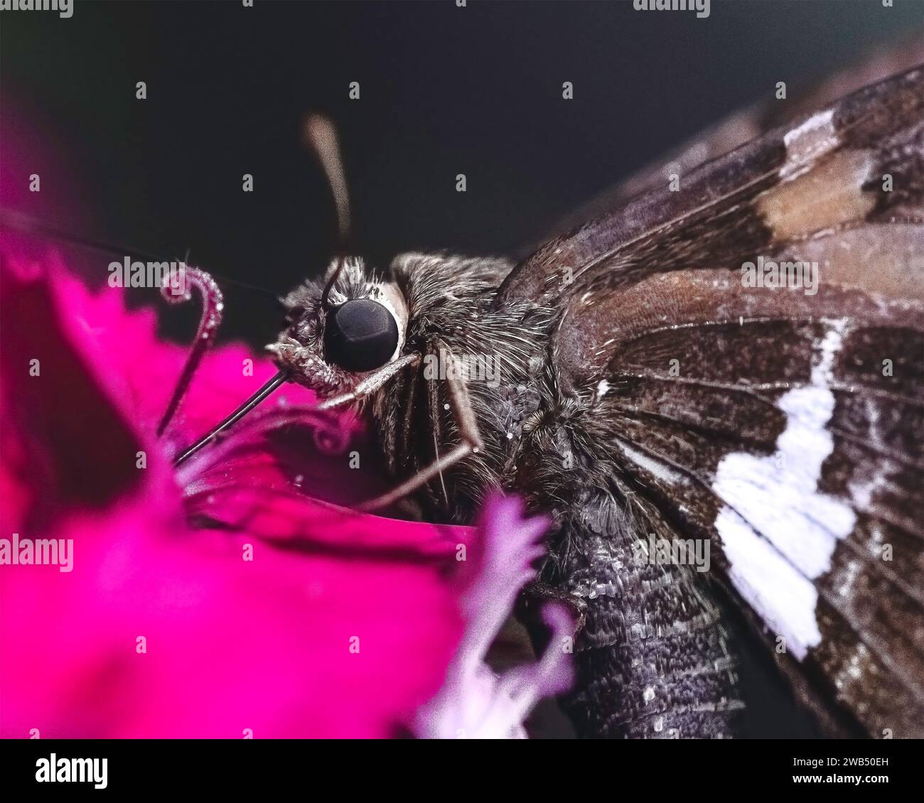 Extreme close up of a Silver Spotted Skipper Butterfly Epargyreus ...