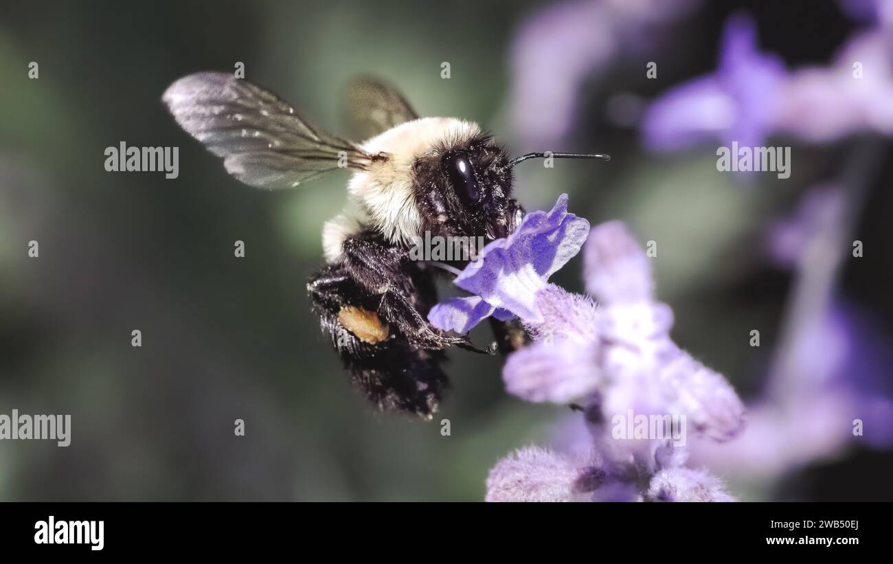 A female Bombus impatiens Common Eastern Bumble Bee worker in flight ...