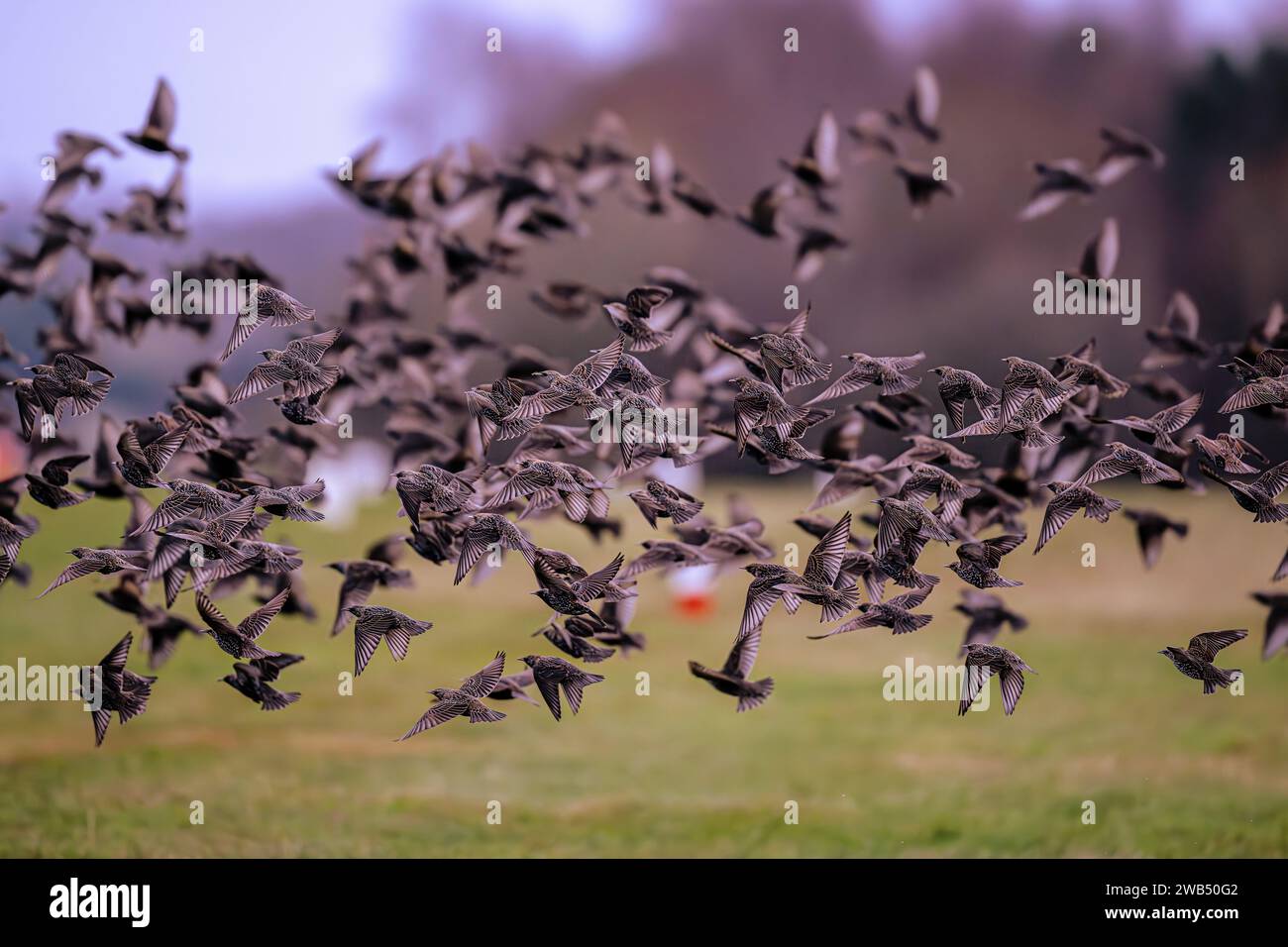 A large flock of Starlings Sturnus vulgars lift off from feeding on a ...