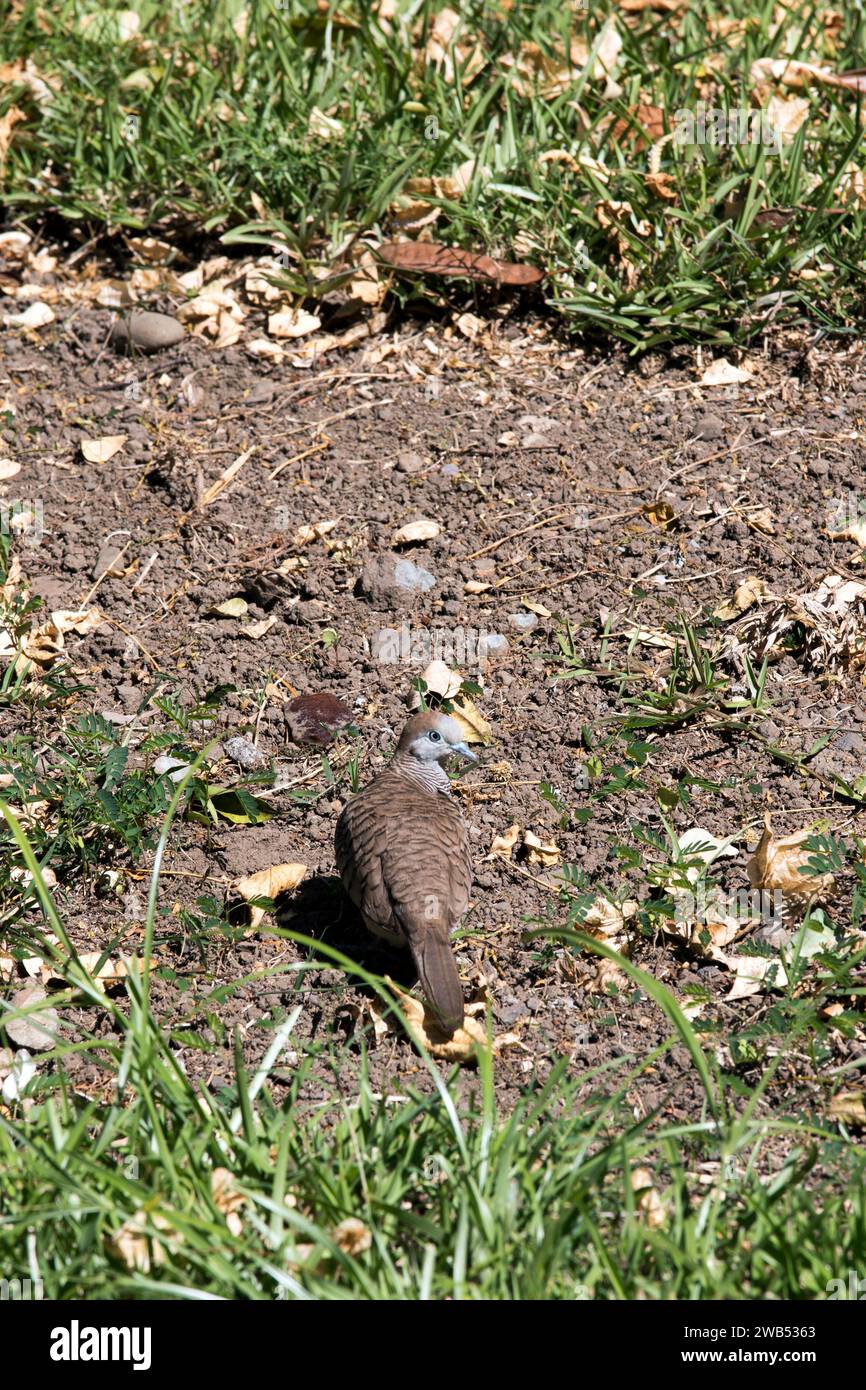 A photo of zebra dove bird in La Reunion Stock Photo - Alamy