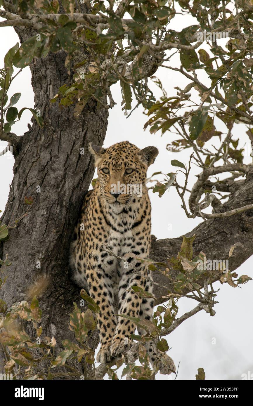 Photo of leopard on a tree in park of Southafrica Stock Photo - Alamy