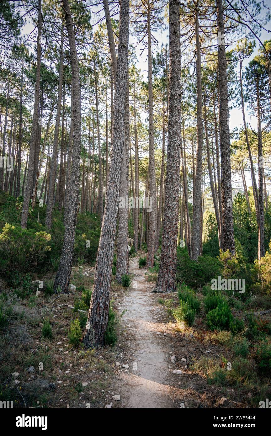 GR20 footpath in a forest between I Paliri and Conca, Corsica, France ...