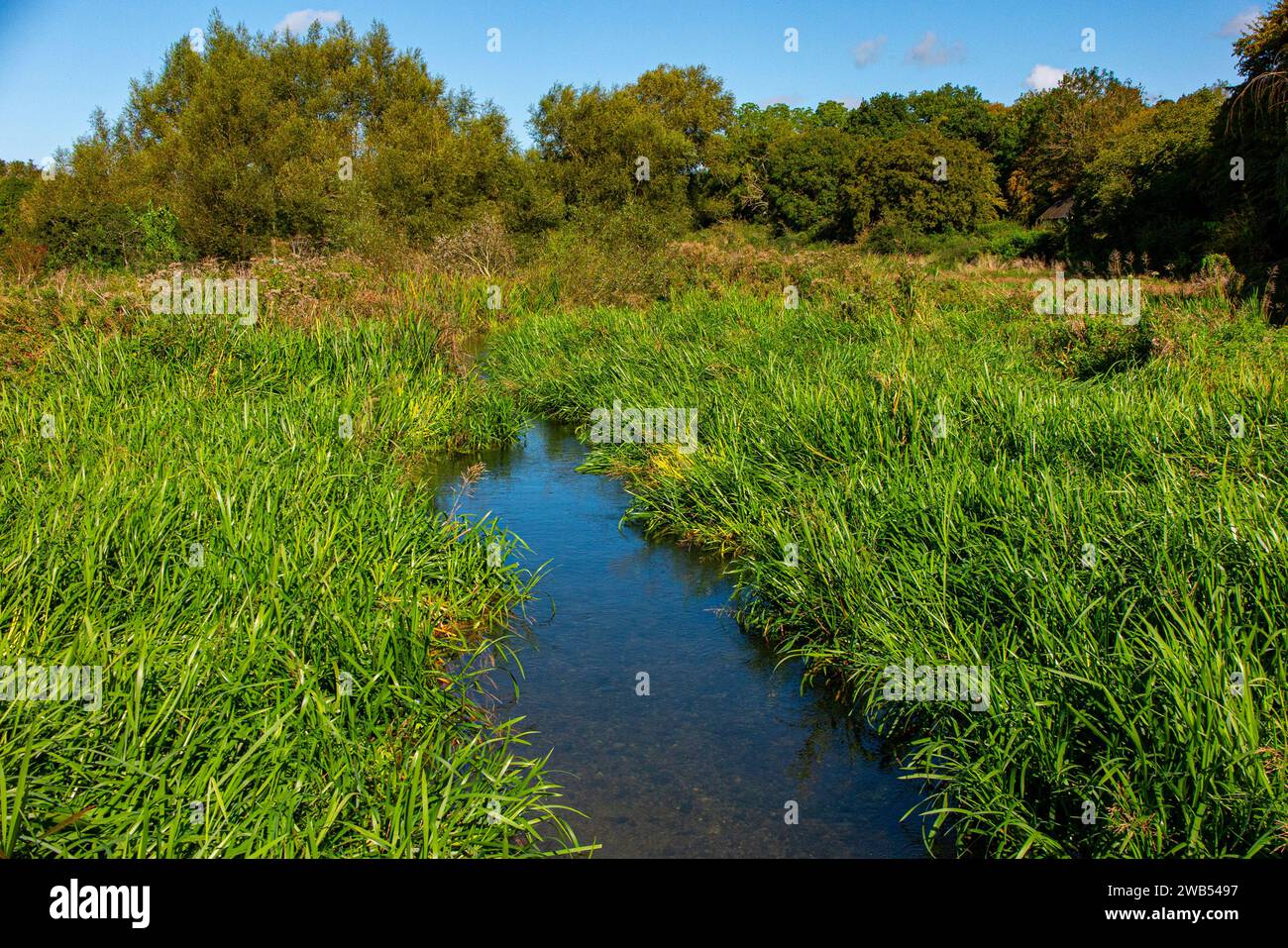 The River Chess near Rickmansowrth - a chalk stream in southern England ...