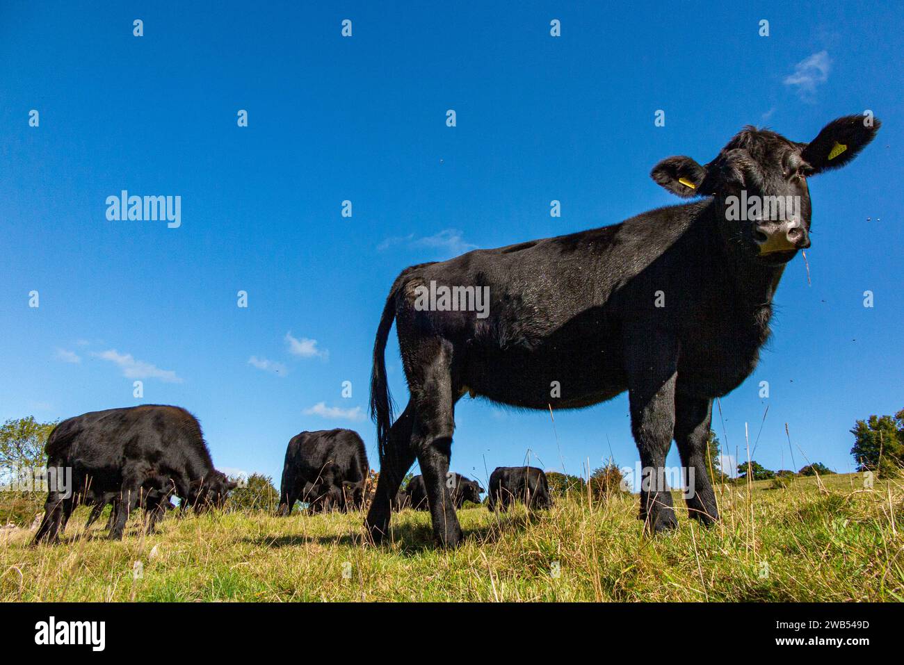Black cows on farmland in rural Hertfordshire Stock Photo - Alamy