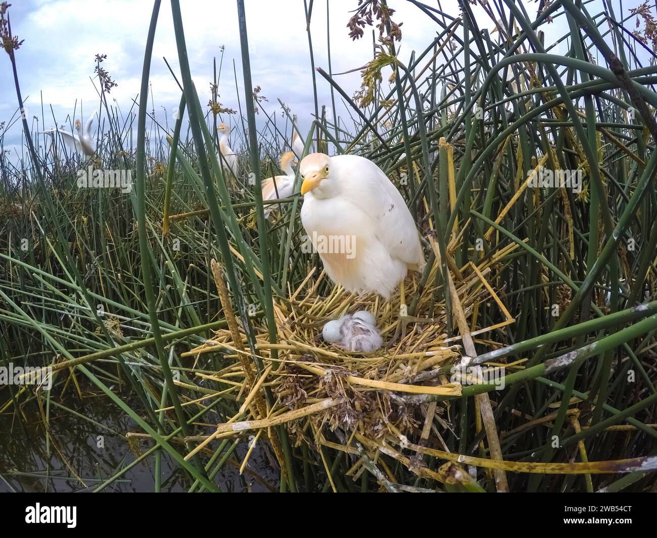 Cattle Egret, Bubulcus ibis, nesting, La Pampa Province, Patagonia ...