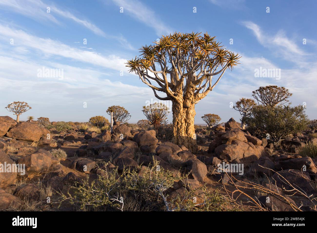 A quiver tree landscape in Namibia Stock Photo - Alamy