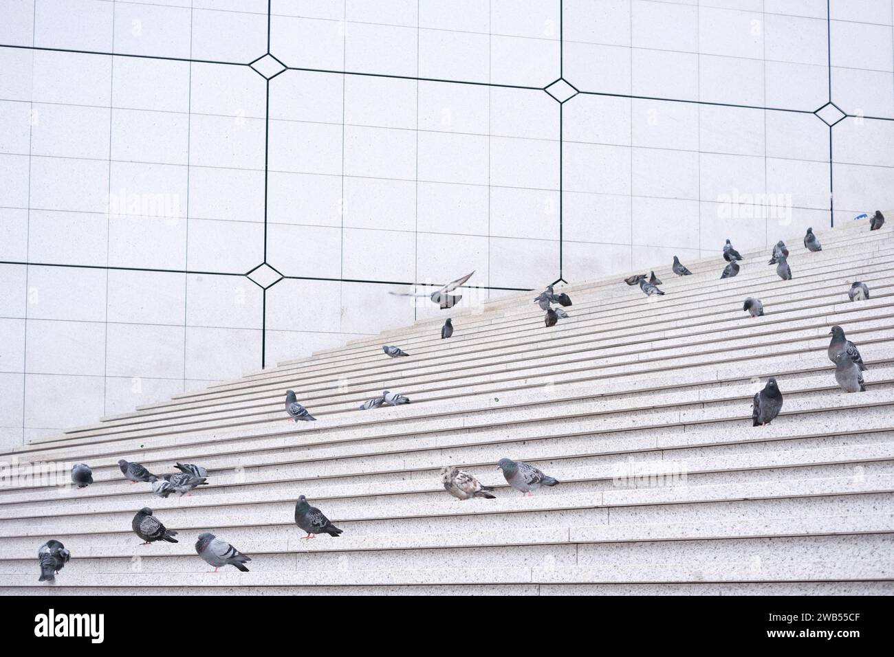 Pigeons peck at the ground on the steps of a large modern Parisian ...