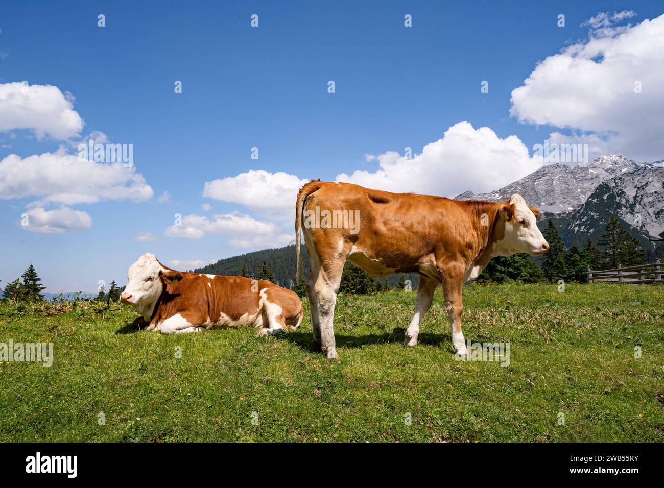 Alm-Idylle, zwei Fleckvieh - Rinder auf einer Alm mit Alpenpanorama im ...