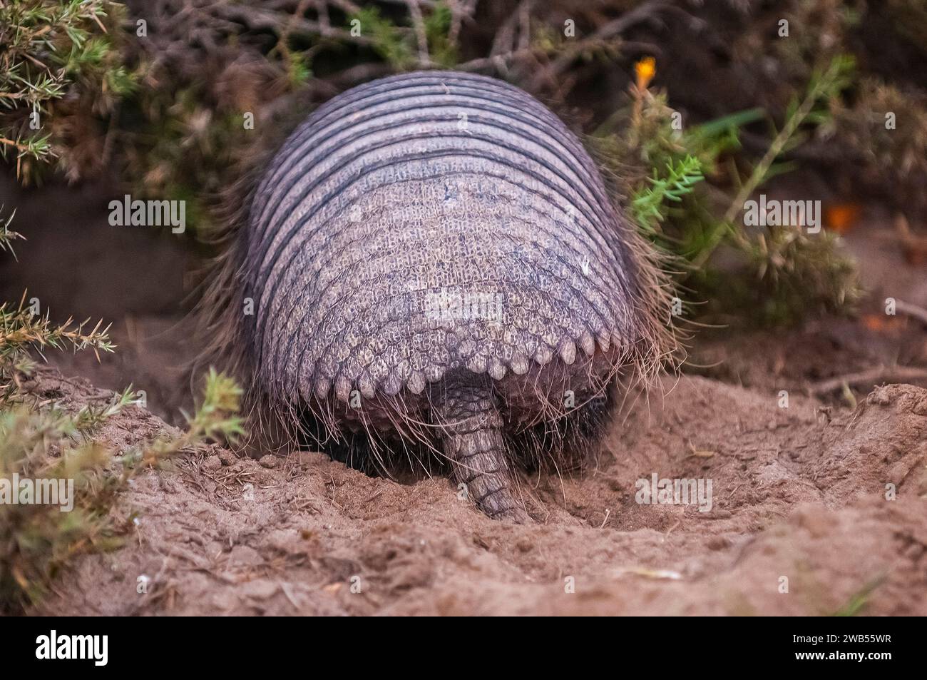 Hairy Armadillo, in desert environment, Peninsula Valdes, Patagonia ...