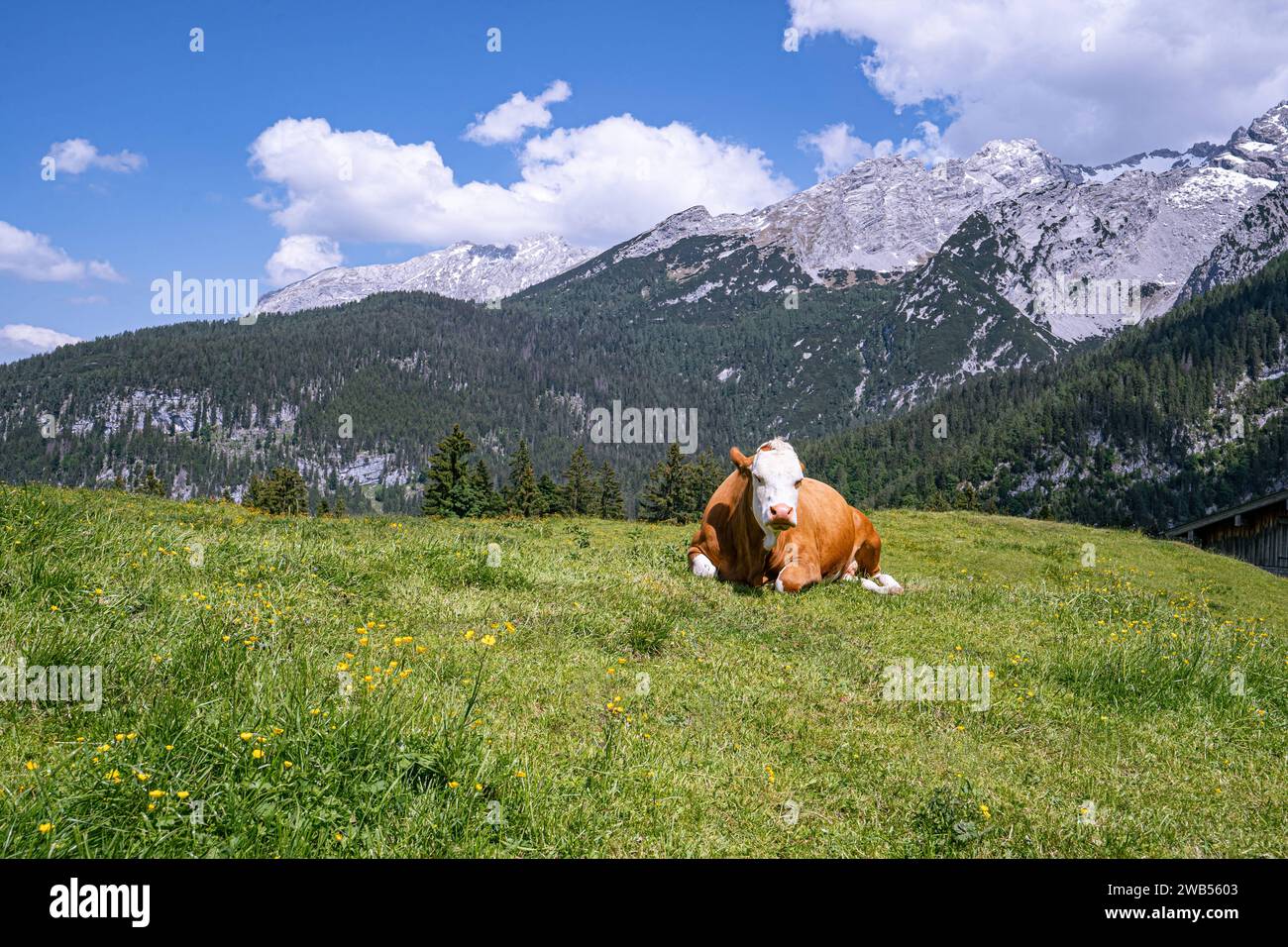 Alm-Idylle, zwei Fleckvieh - ein Rind auf einer Alm mit imposanten Bergen im Hintergrund ...