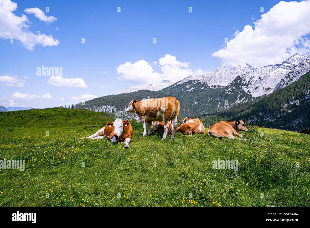 Wolfsriss hi-res stock photography and images - Alamy