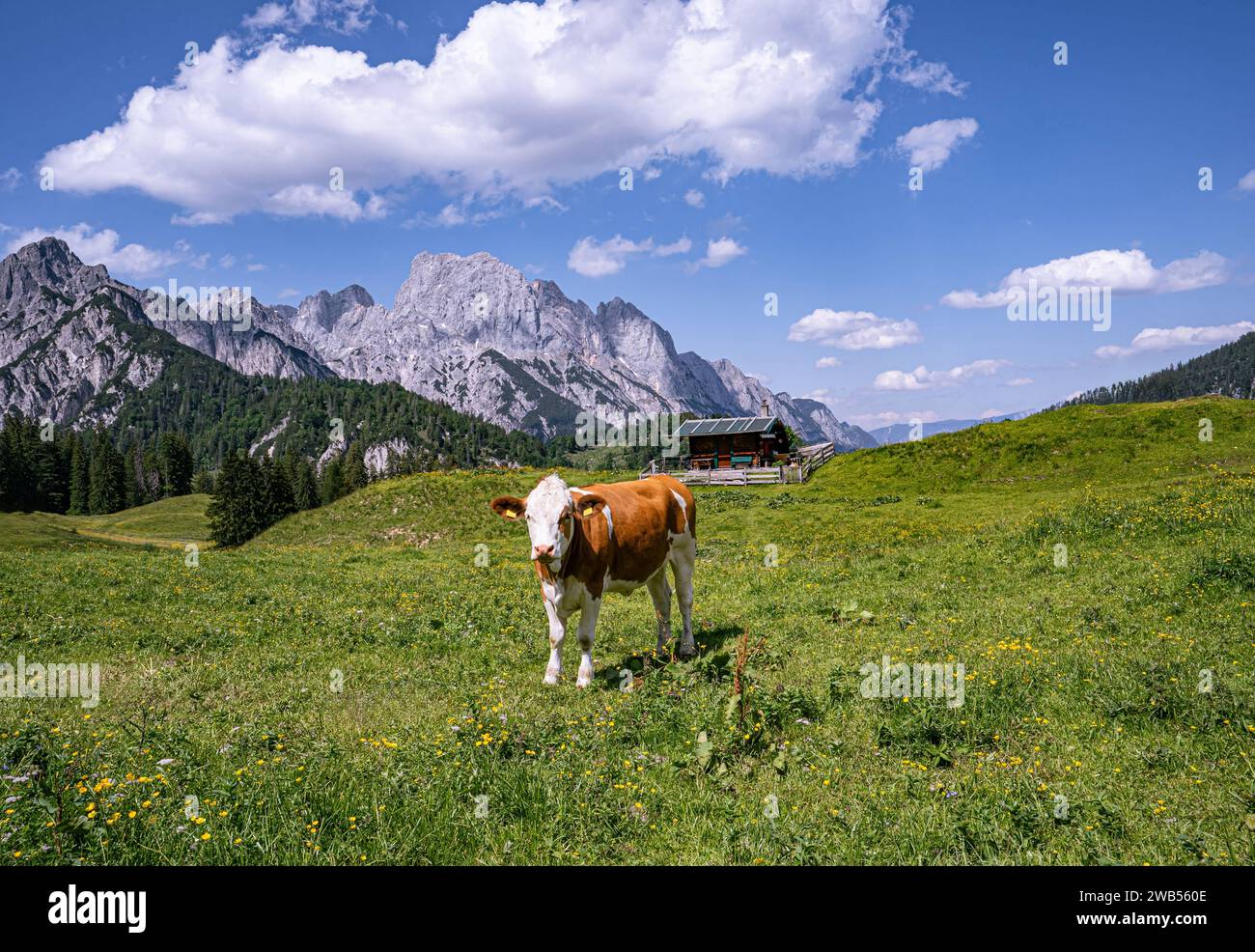 Alm-Idylle, zwei Fleckvieh - ein Rind auf einer Alm mit imposanten ...