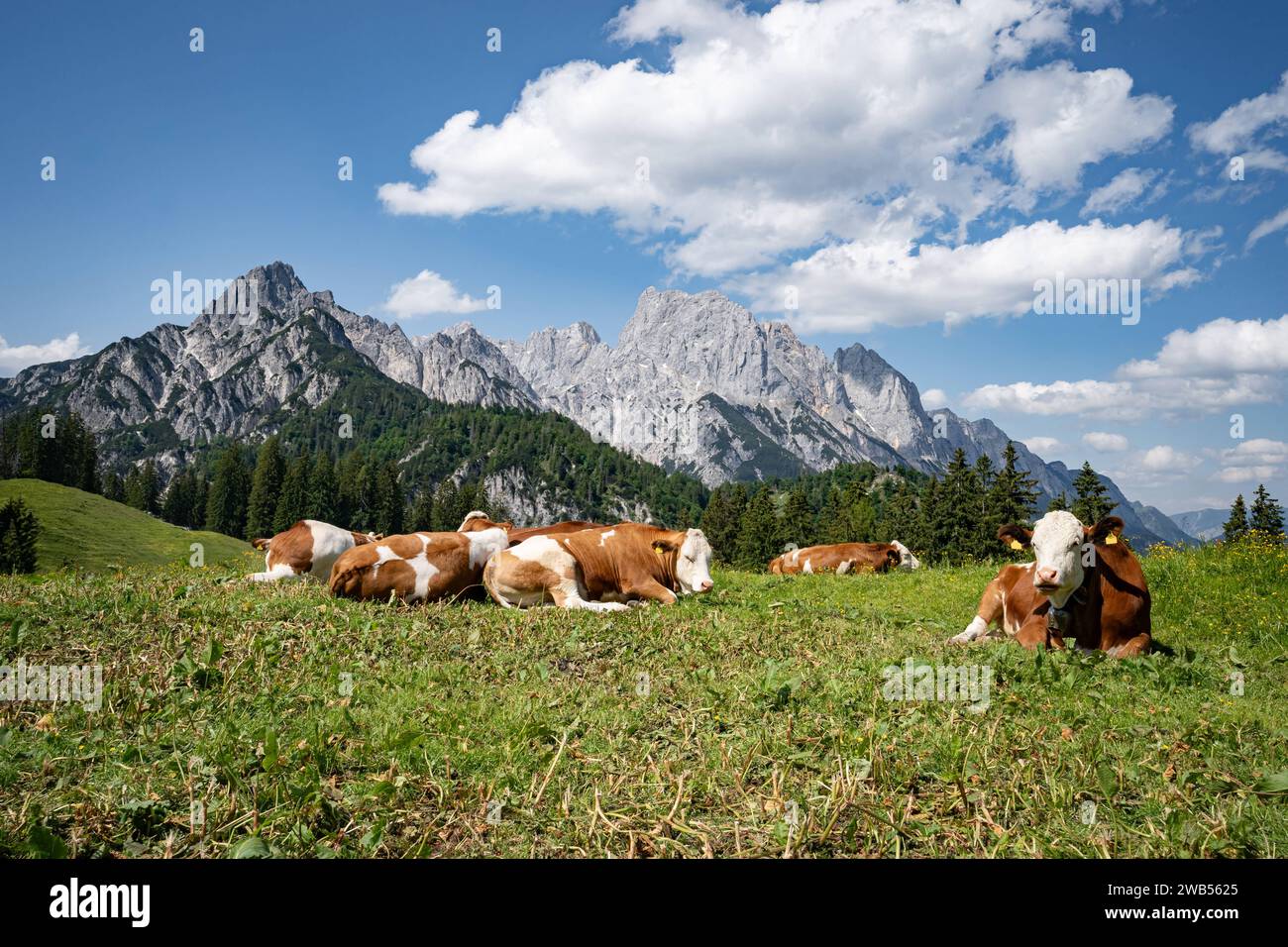 Alpenpanorama - Kühe liegen entspannt auf einer Alm mit prächtigem ...