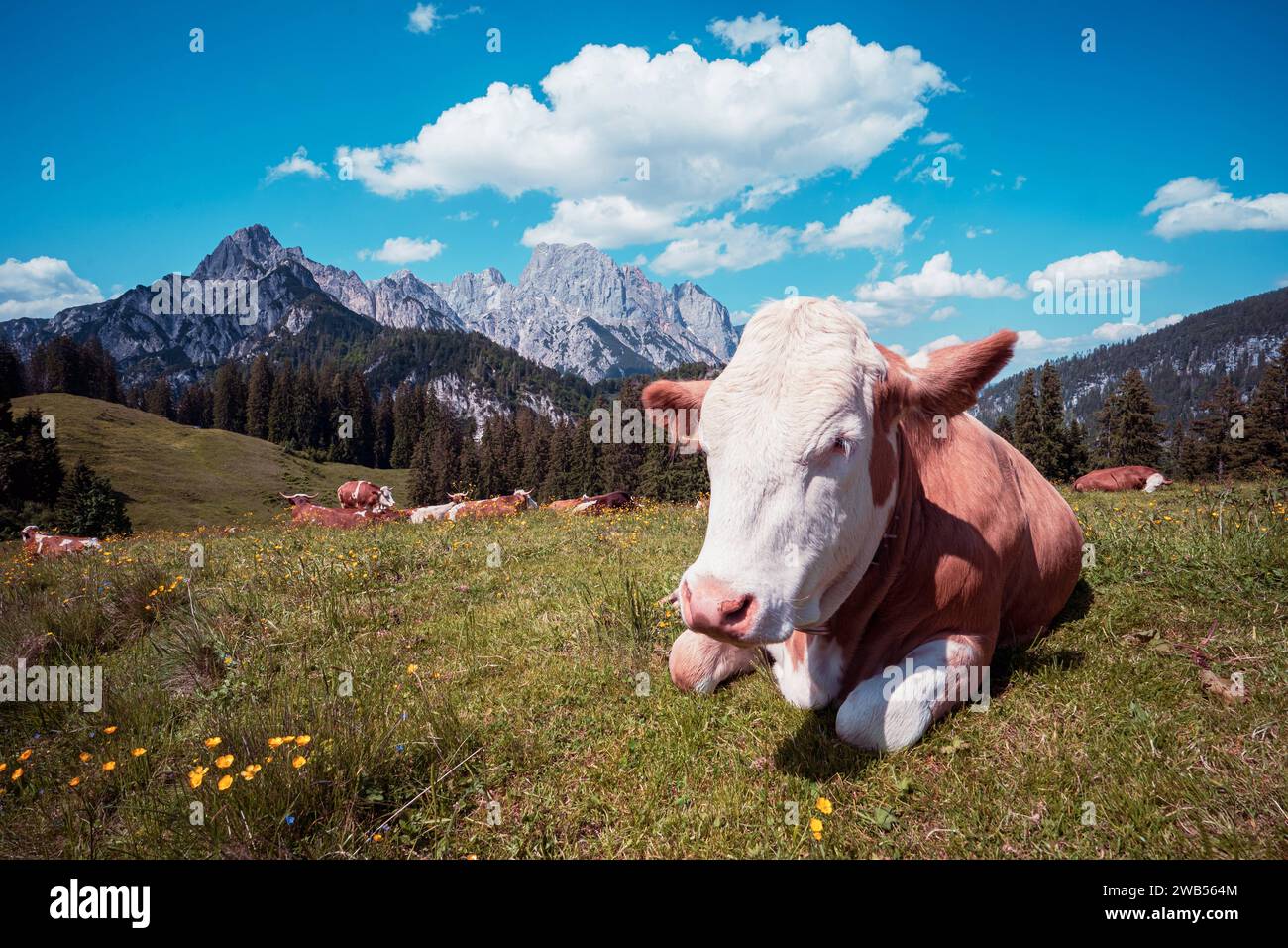 Alm - Romantik, Bergwiese mit bunten Blumen und Kühen vor dem ...