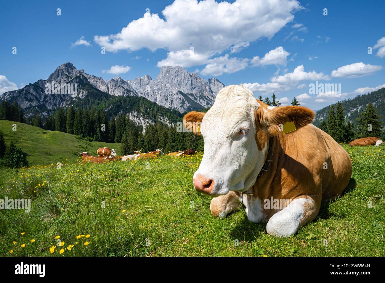 Alm - Romantik, Bergwiese mit bunten Blumen und Kühen vor dem ...
